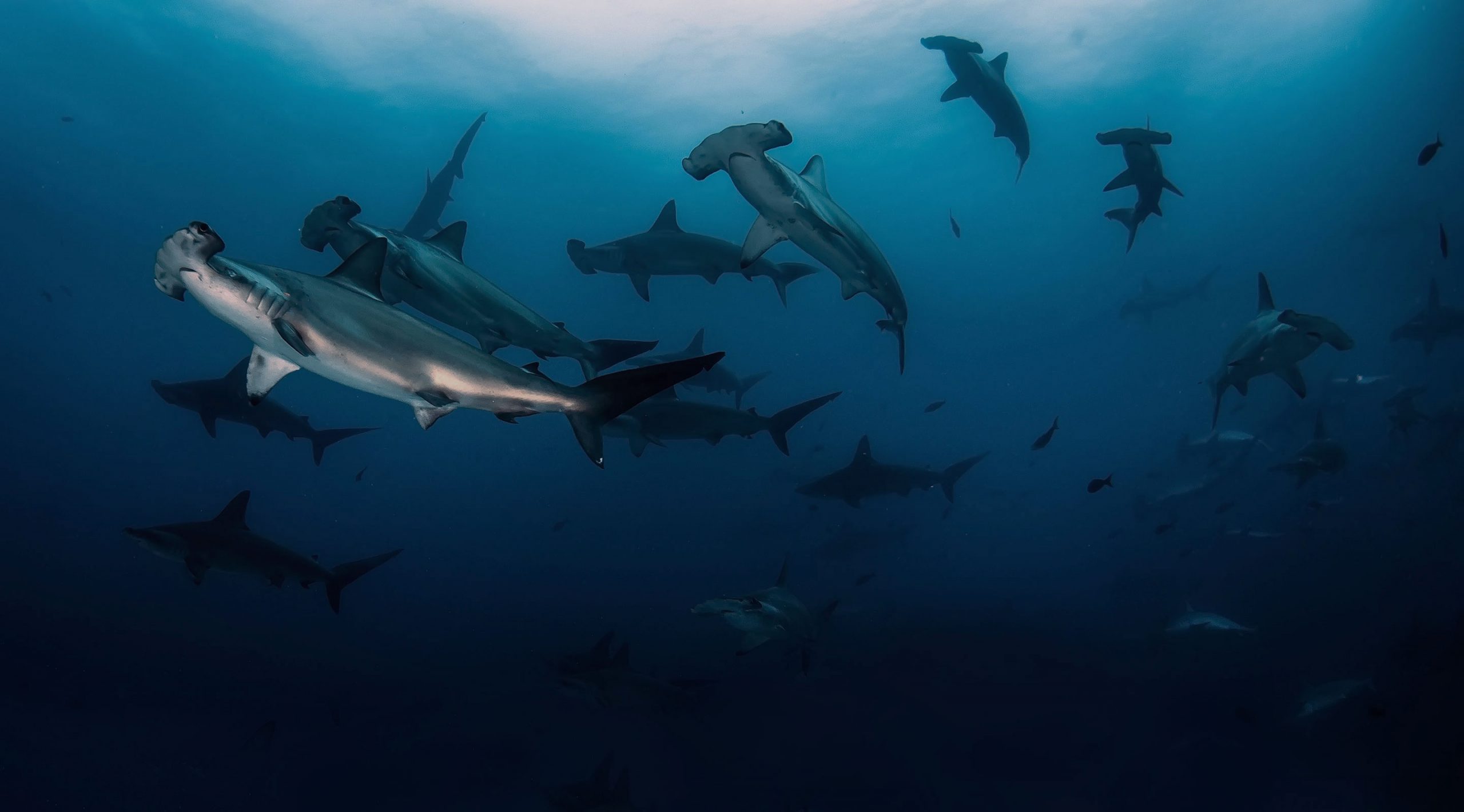 Get Involved - Misión Tiburón