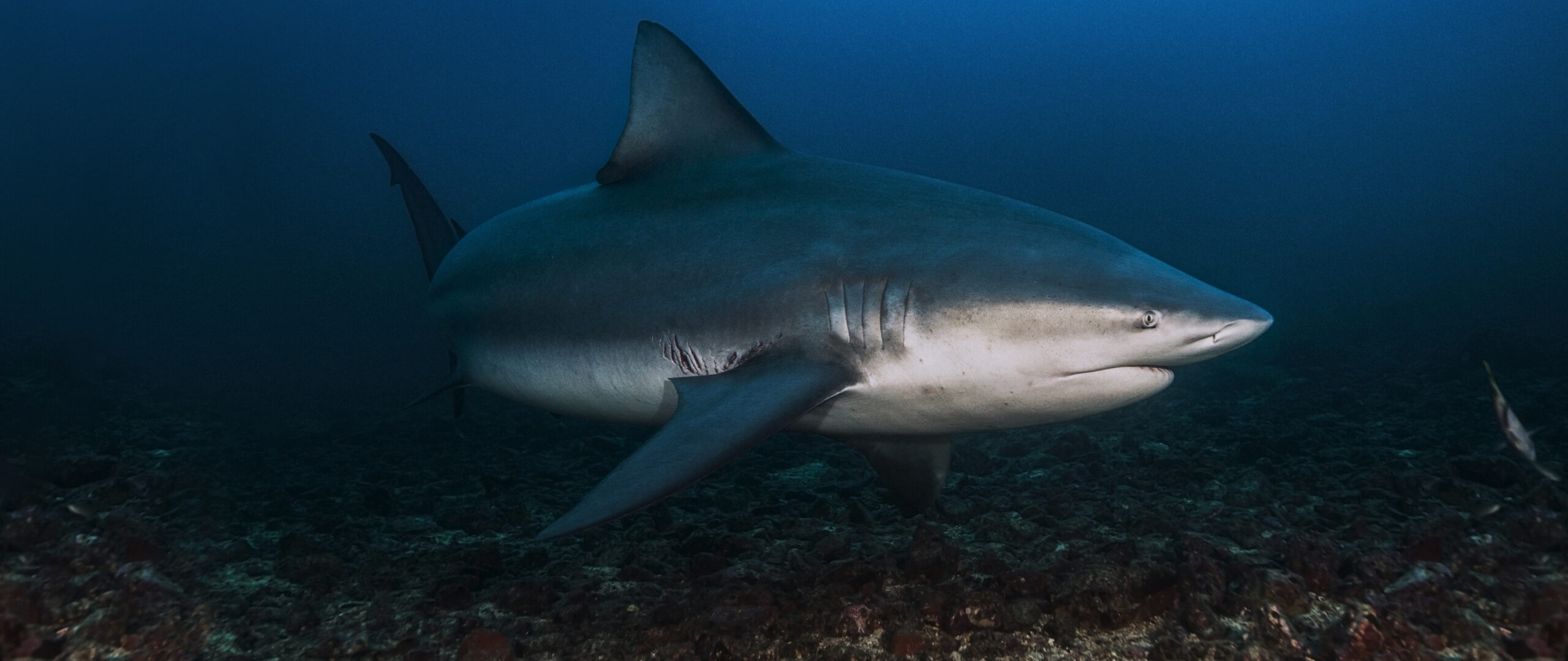 Guanacaste - Misión Tiburón