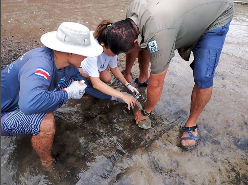 Programs - Misión Tiburón